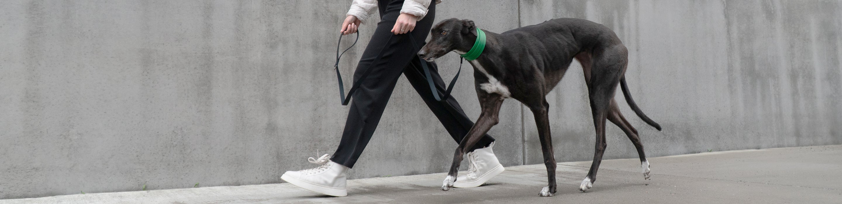 Wide Sighthound Dog Collars - Masimalo