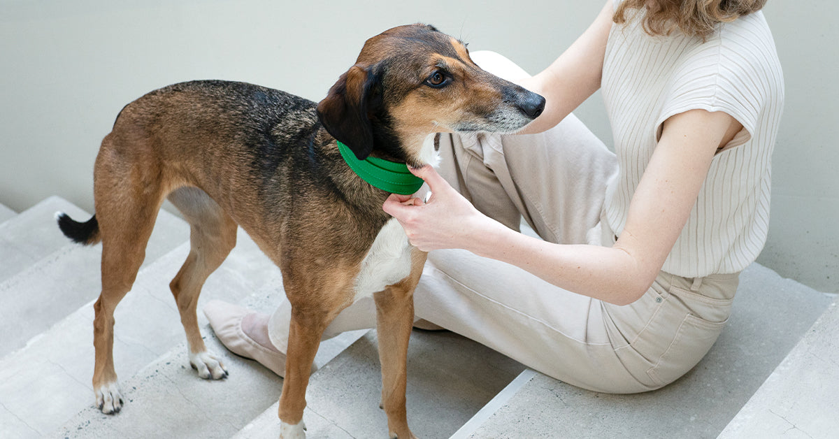 Masimalo® Official Site | Nice things for dogs & their humans