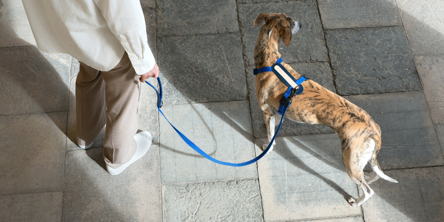 Masimalo® Official Site | Nice things for dogs & their humans